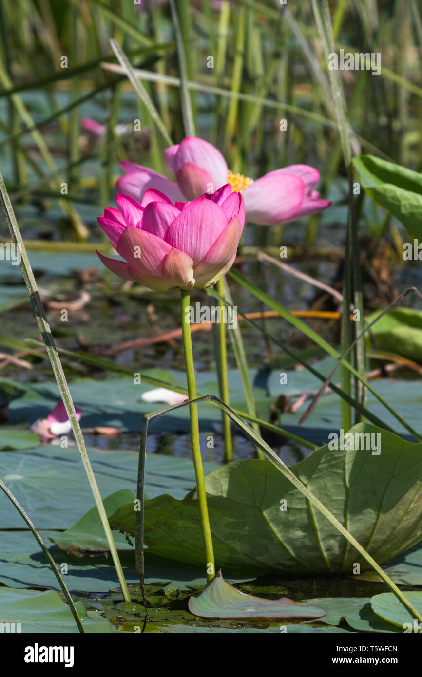 Volga flowers hi-res stock photography and images - Alamy