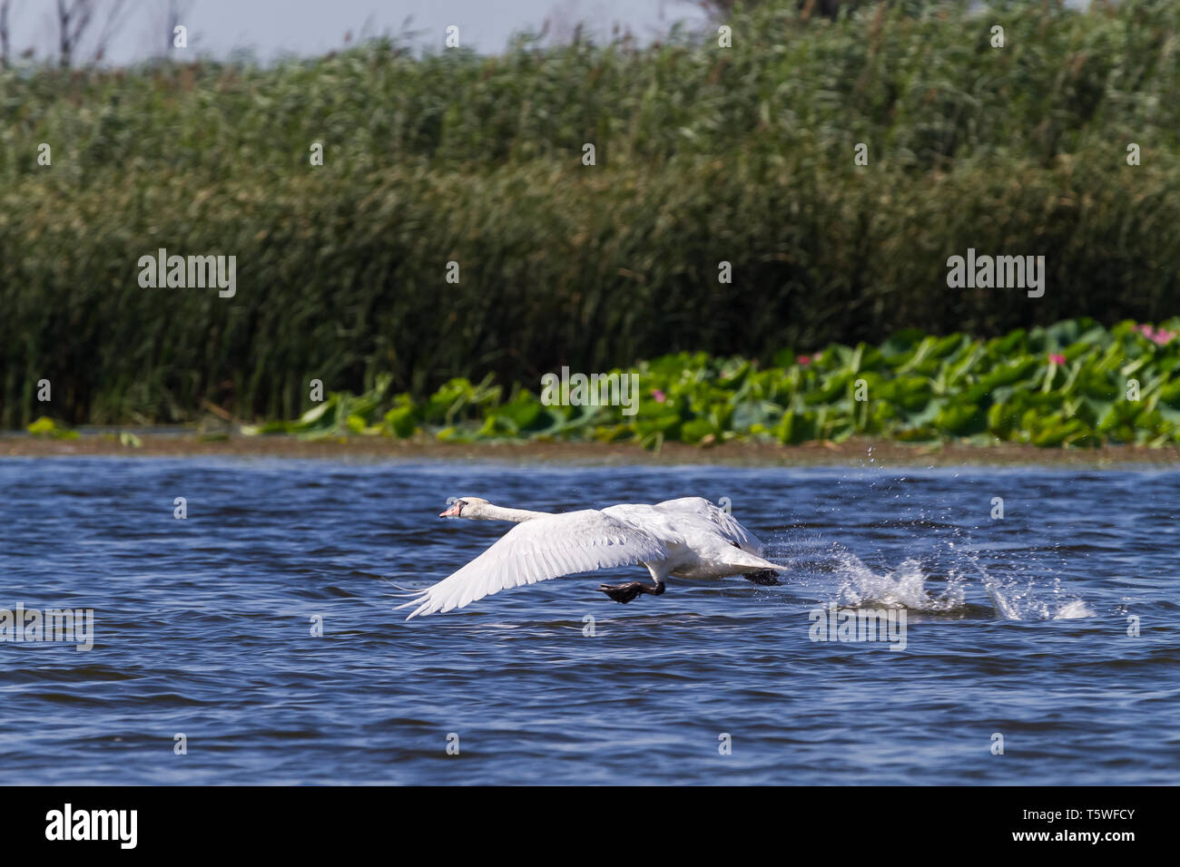 The white swan. Bird runs up and flies up into the air. Delta. Russia ...
