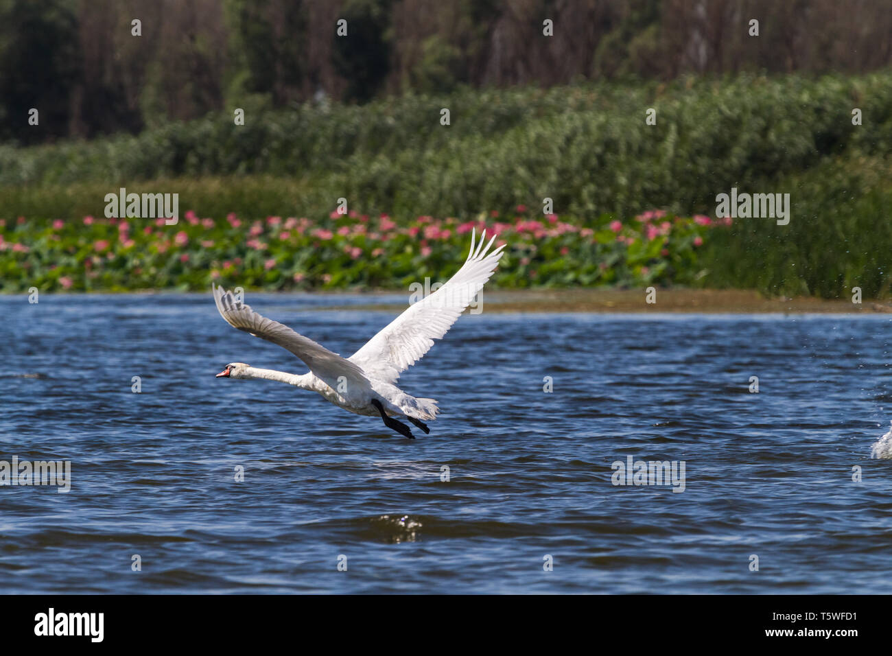 Volga river delta hi-res stock photography and images - Alamy