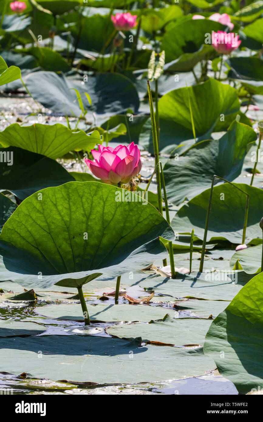 Large lotus fields. Volga Delta. Russia Stock Photo - Alamy
