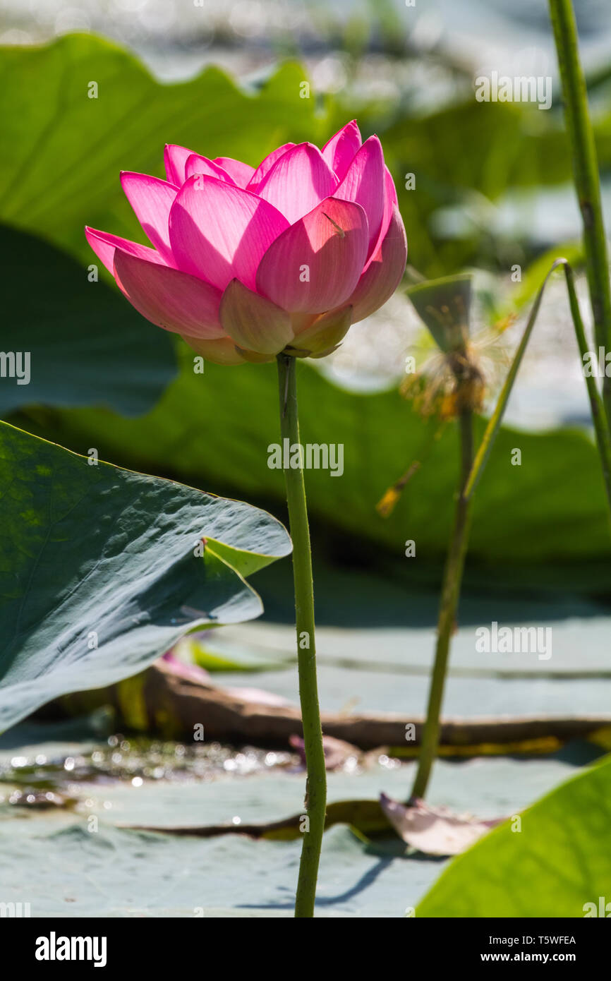 Large lotus flower closeup. Pink miracle. Volga Delta. Russia Stock ...