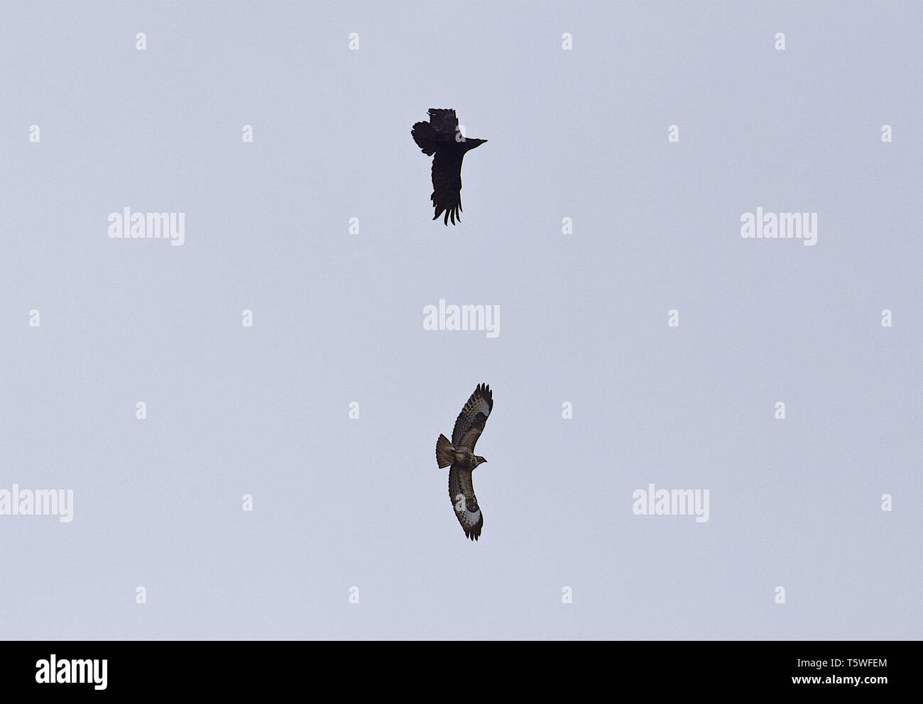Buteo buteo common buzzard crow hi-res stock photography and images - Alamy