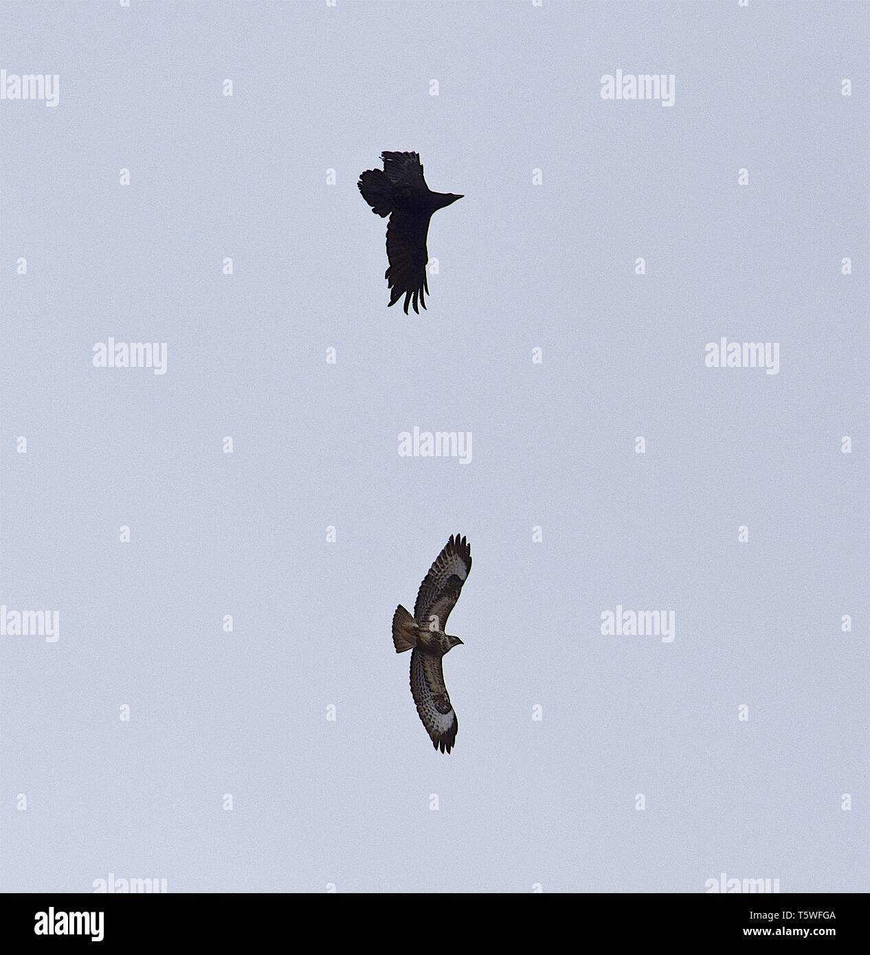 Common Buzzard Feet High Resolution Stock Photography and Images - Alamy