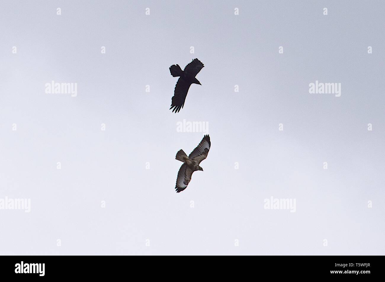 Brown headed crow hi-res stock photography and images - Alamy