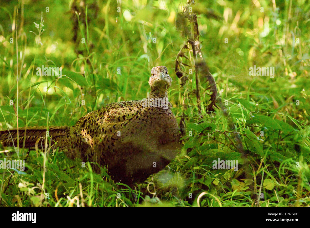 Pheasants tail hi-res stock photography and images - Alamy