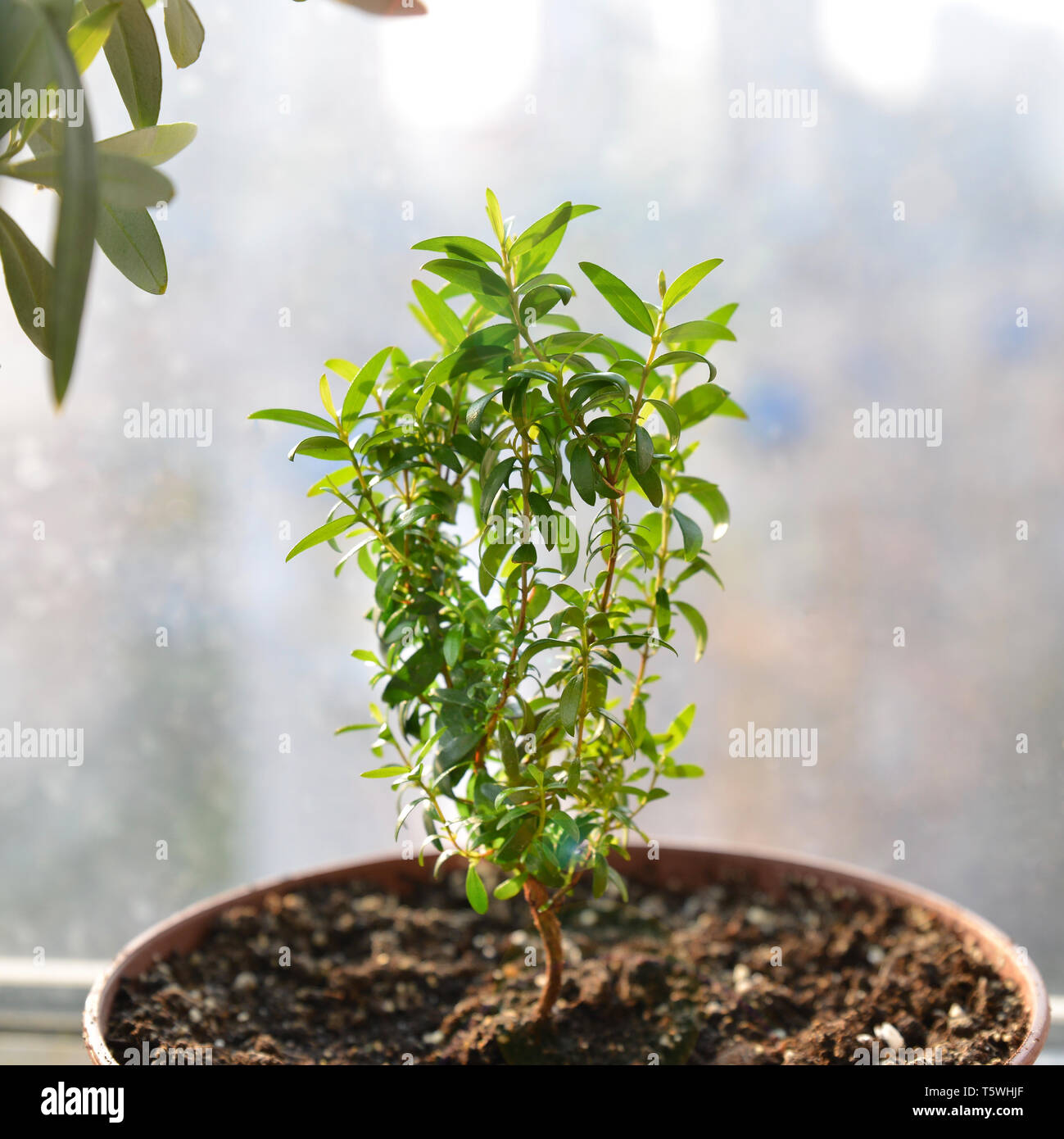 Young small green myrtle (myrtus communis) with leaves, growing in ...