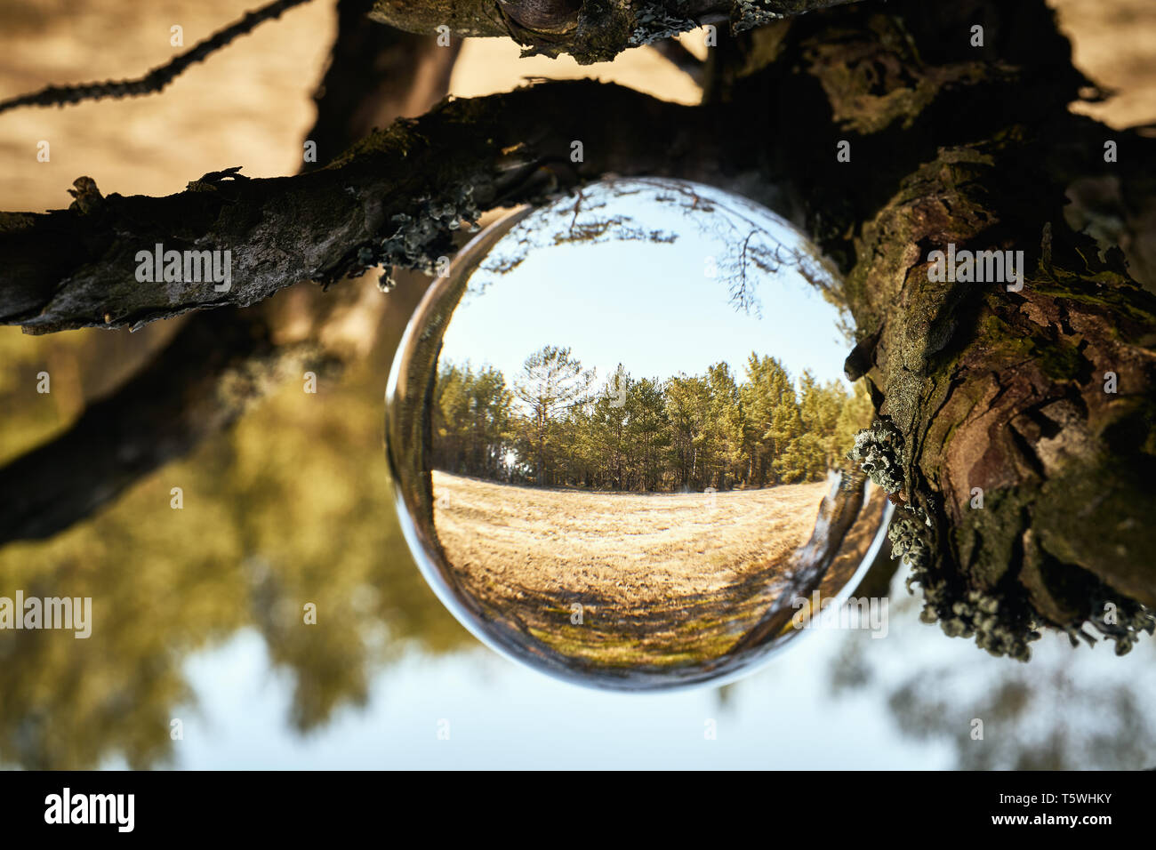 Upside down landscape of beautiful sunny forest Stock Photo - Alamy