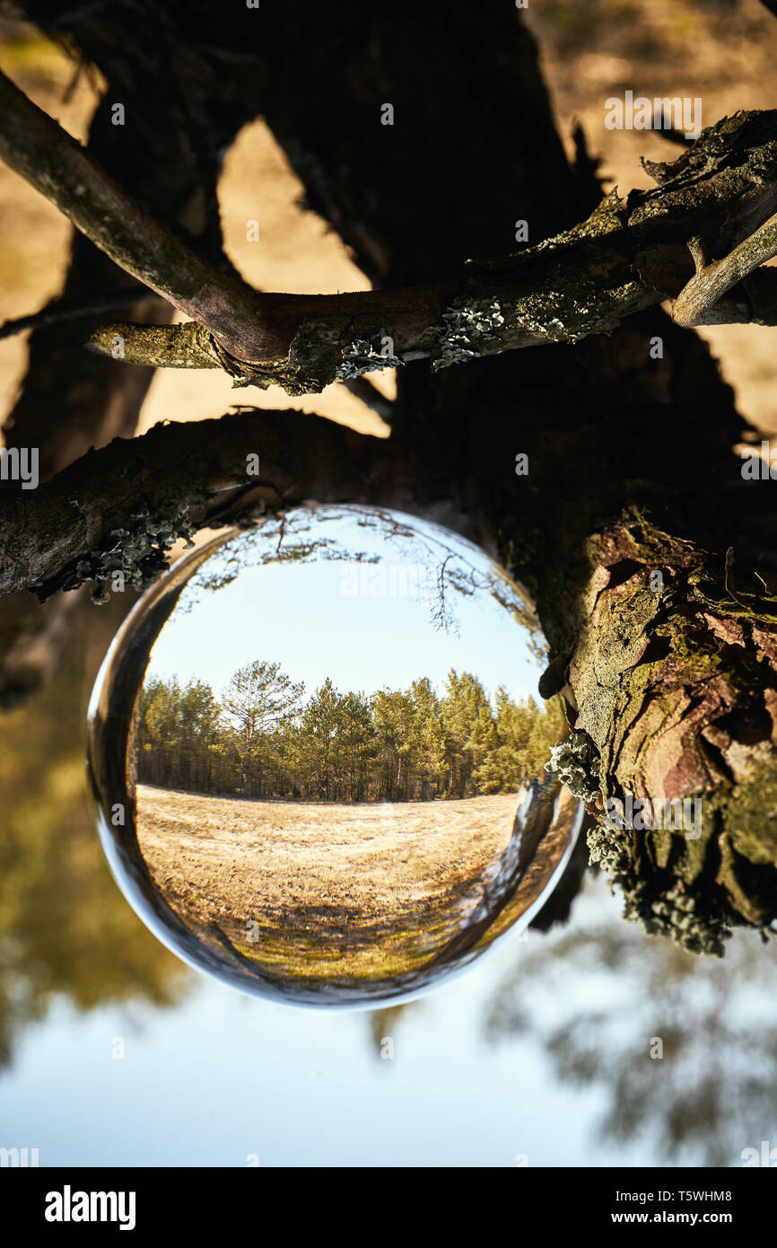 Upside down landscape of beautiful sunny forest Stock Photo - Alamy