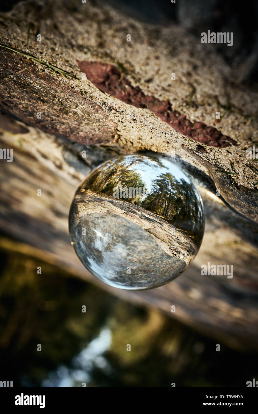 Upside down landscape of beautiful sunny forest Stock Photo - Alamy