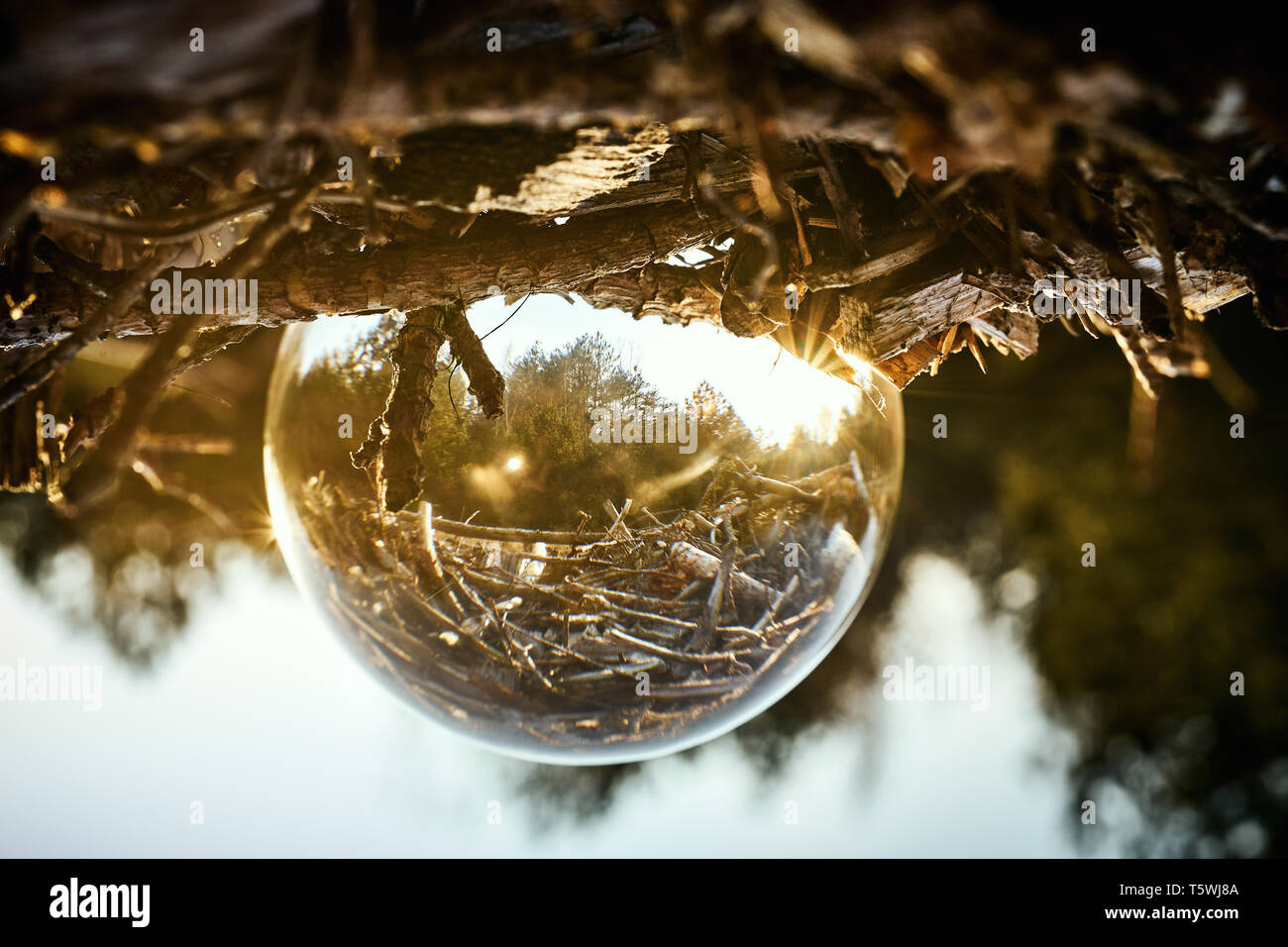 Upside down landscape of beautiful sunny forest Stock Photo - Alamy