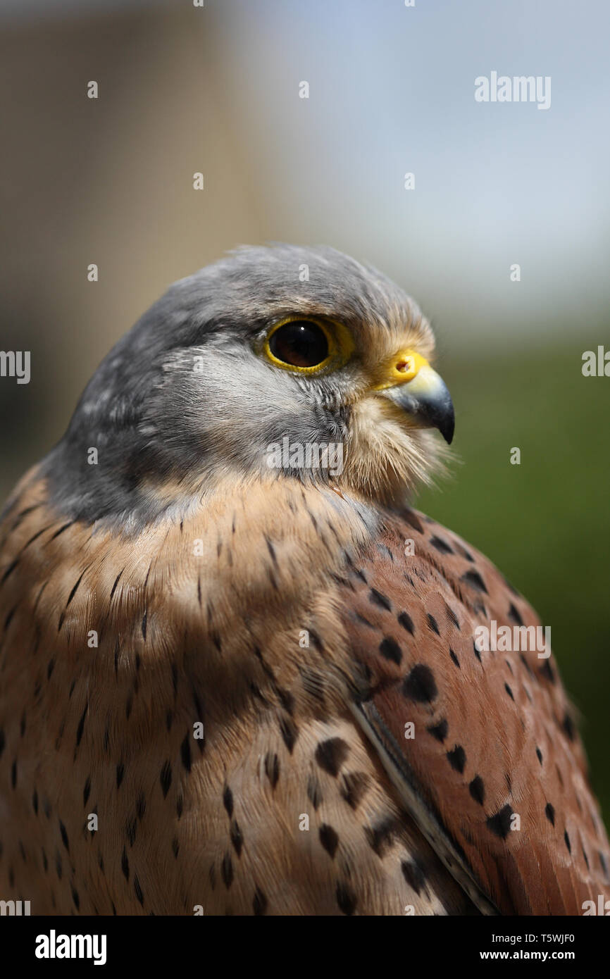 Confidence and strength hi-res stock photography and images - Alamy