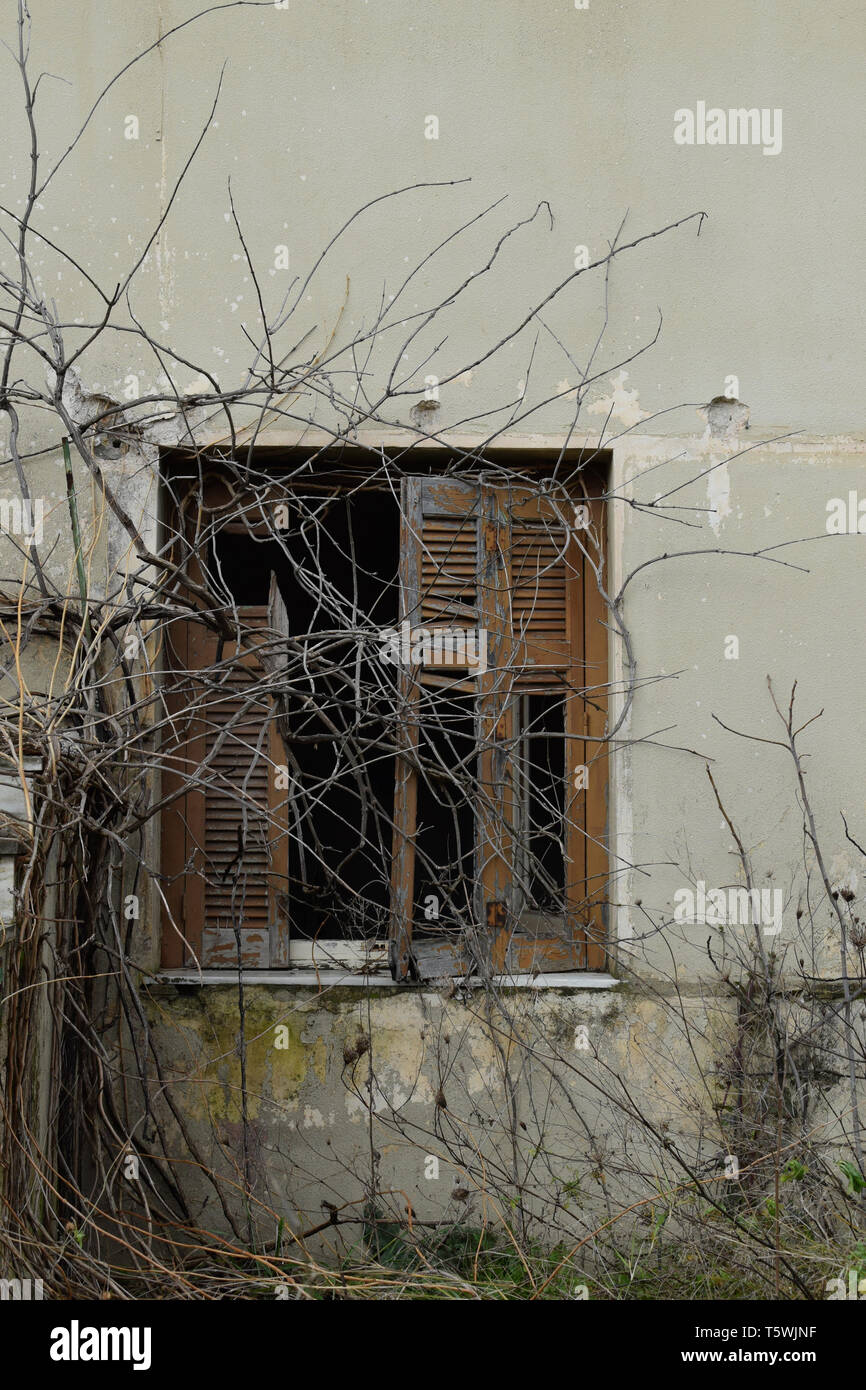 Overgrown vine branches tangled through broken window shutter ...