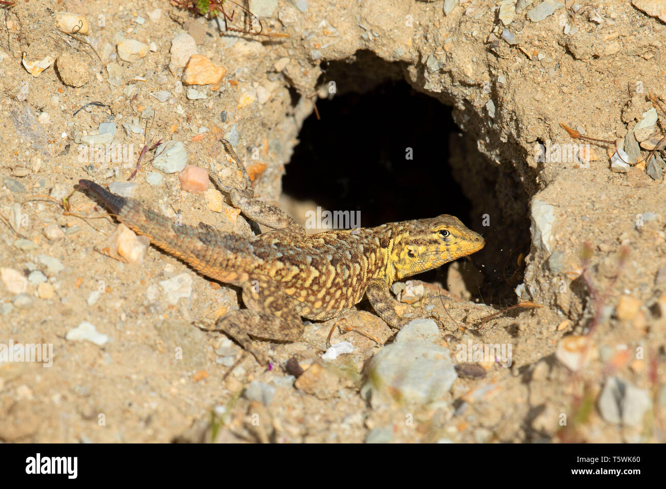 Western Fence Lizard (sceloporus Occidentalis), Carrizo Plain National 