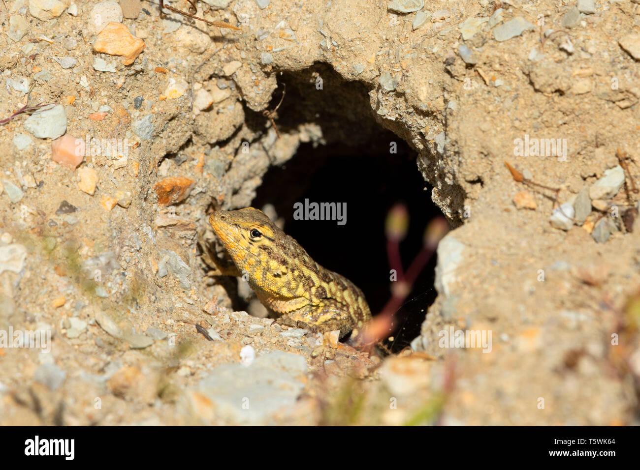 Western fence lizard (Sceloporus occidentalis), Carrizo Plain National ...