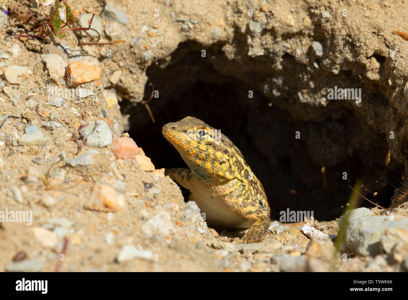 Western fence lizard (Sceloporus occidentalis), Carrizo Plain National ...