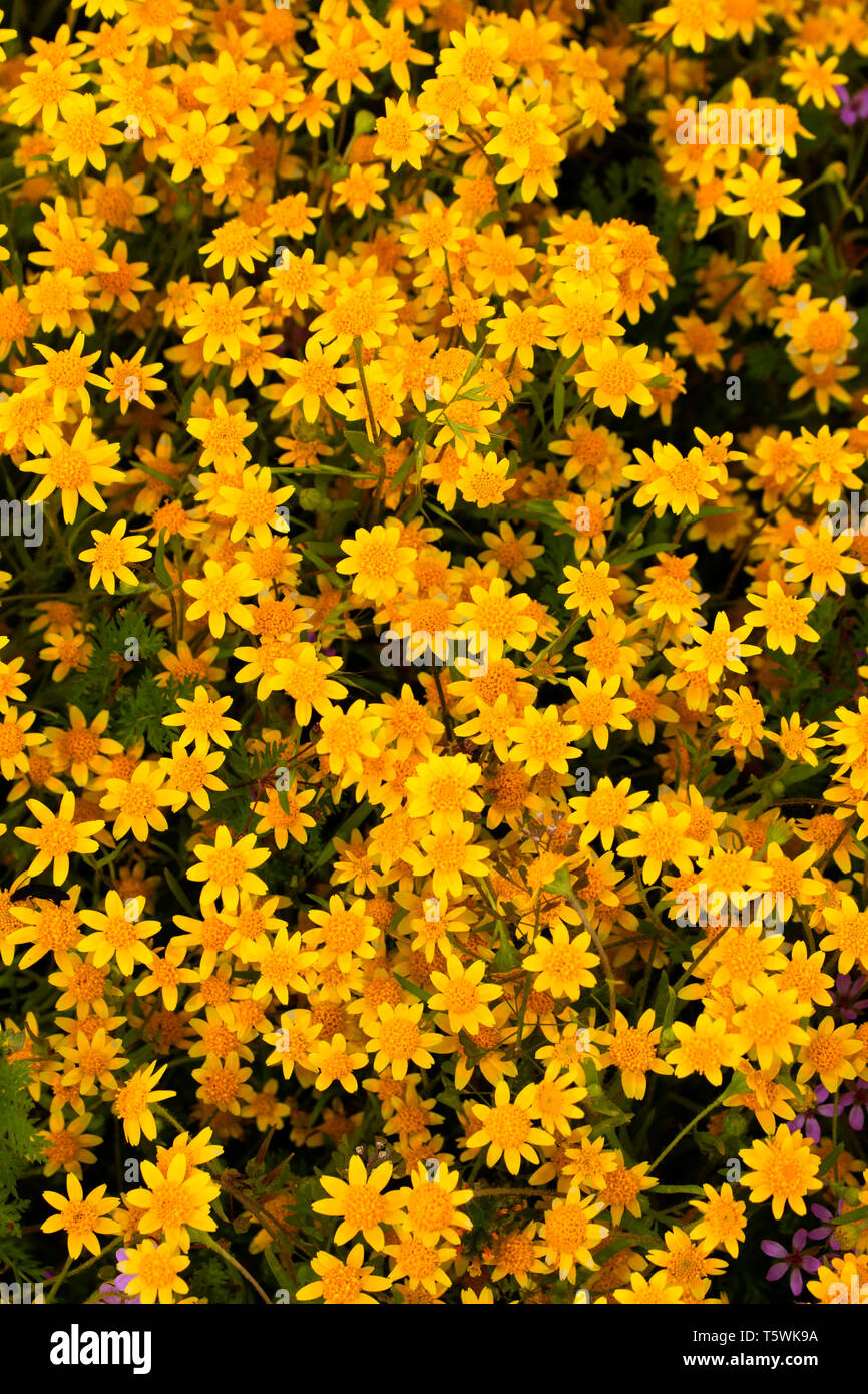California goldfields flowers super bloom hi-res stock photography and ...