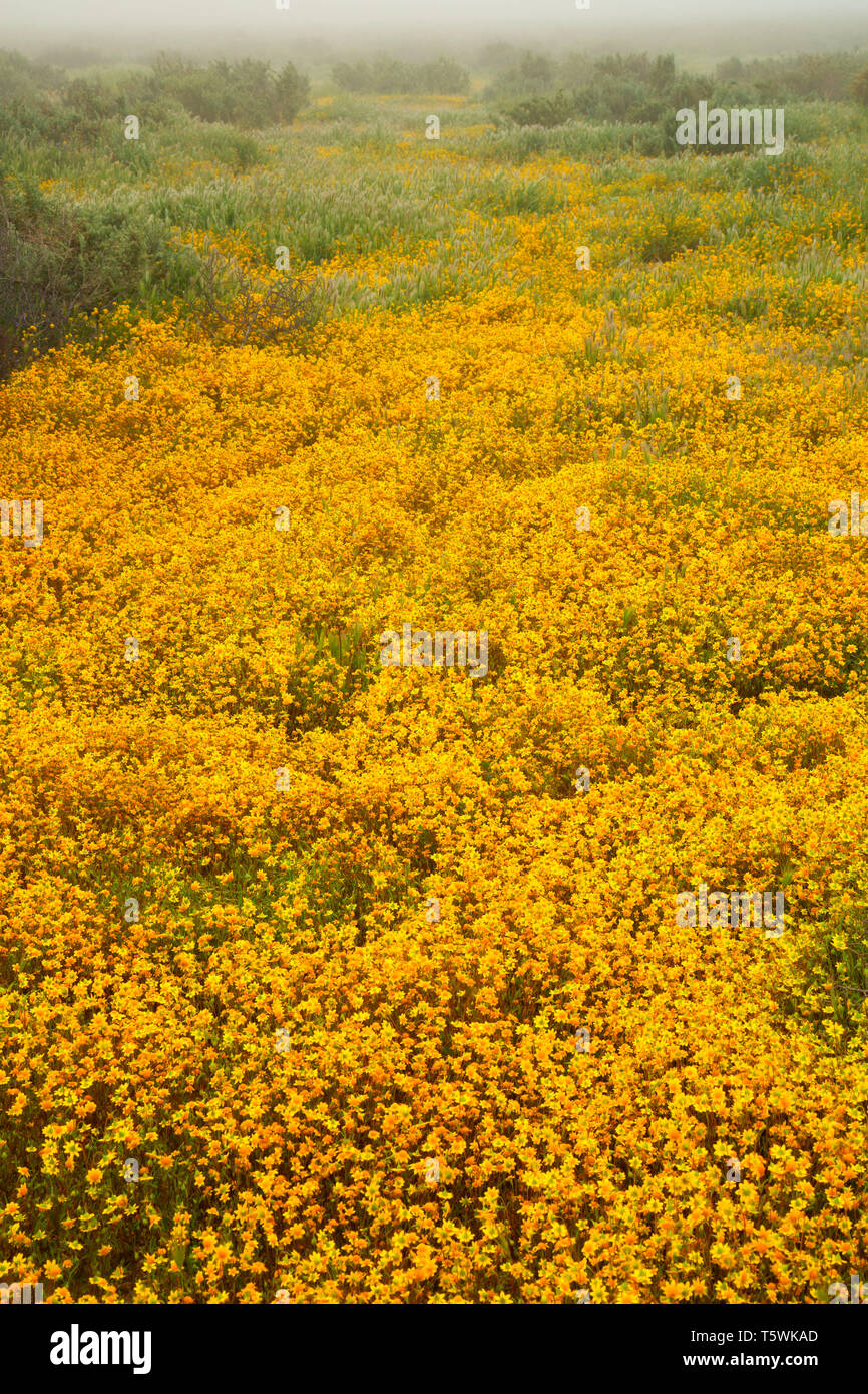 California goldfields flowers super bloom hi-res stock photography and ...