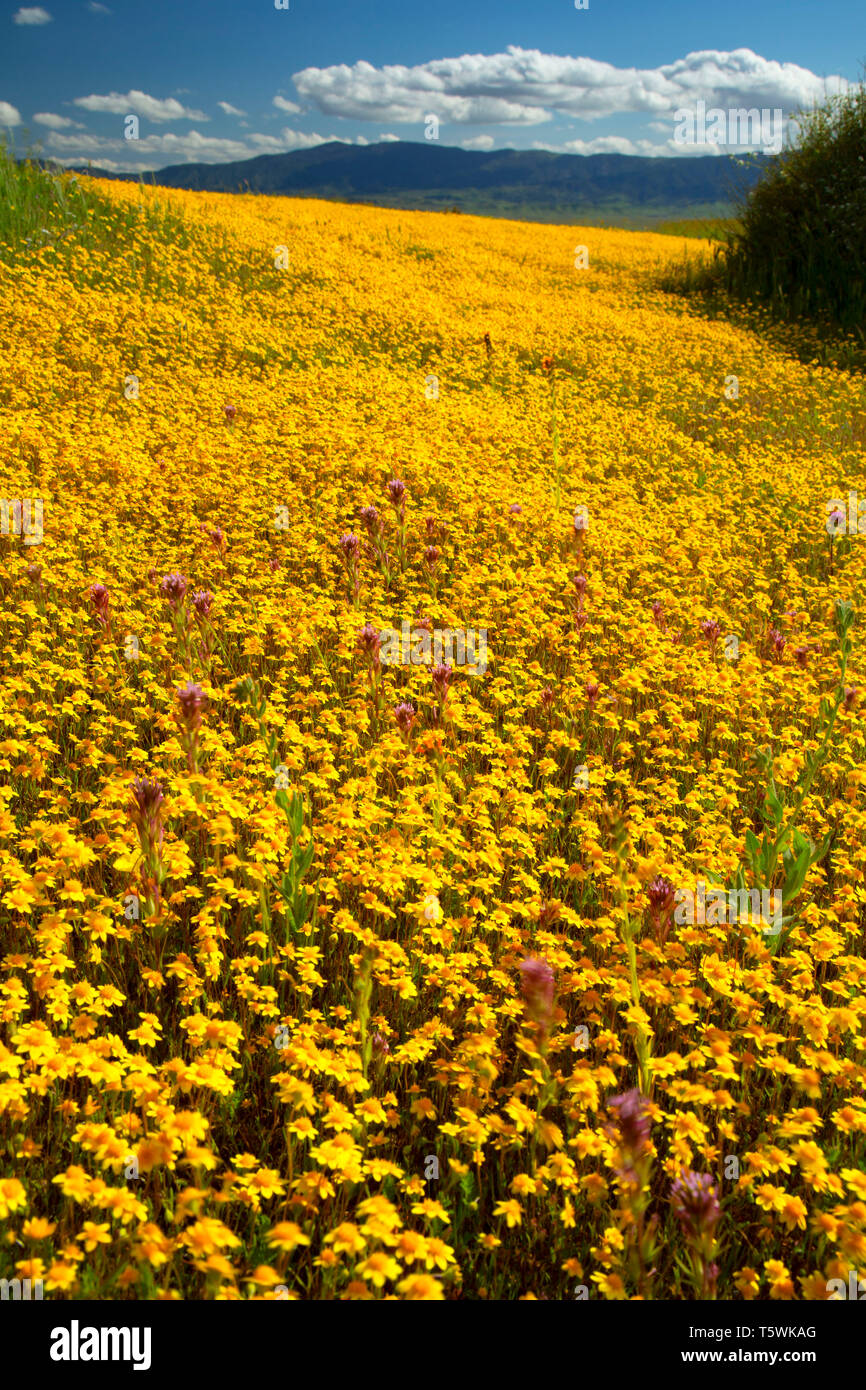 California goldfields flowers super bloom hi-res stock photography and ...