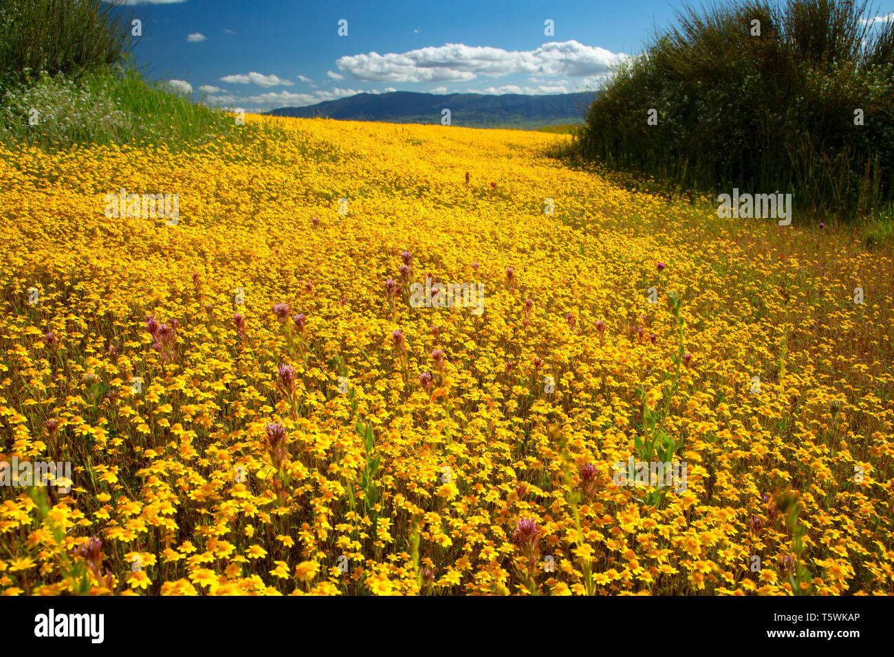 California goldfields flowers carrizo plain hi-res stock photography ...