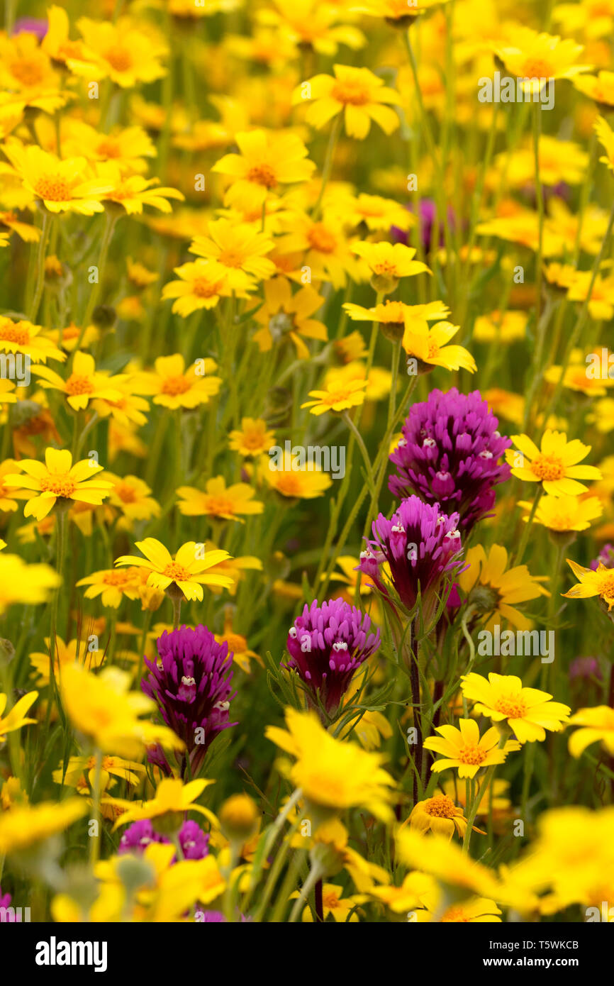 Owl's clover in hillside daisies, Carrizo Plain National Monument ...