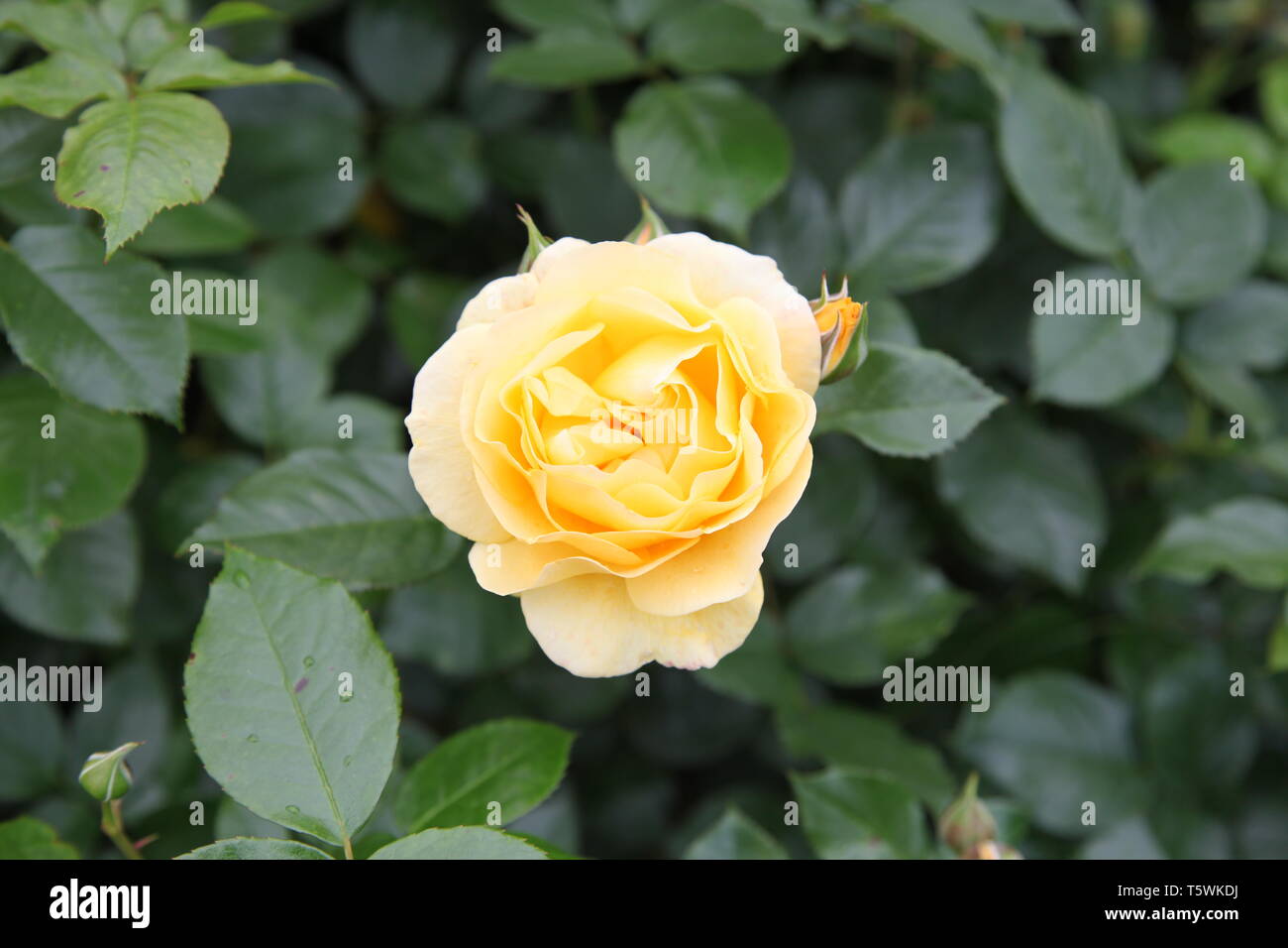 Peace rose hi-res stock photography and images - Alamy