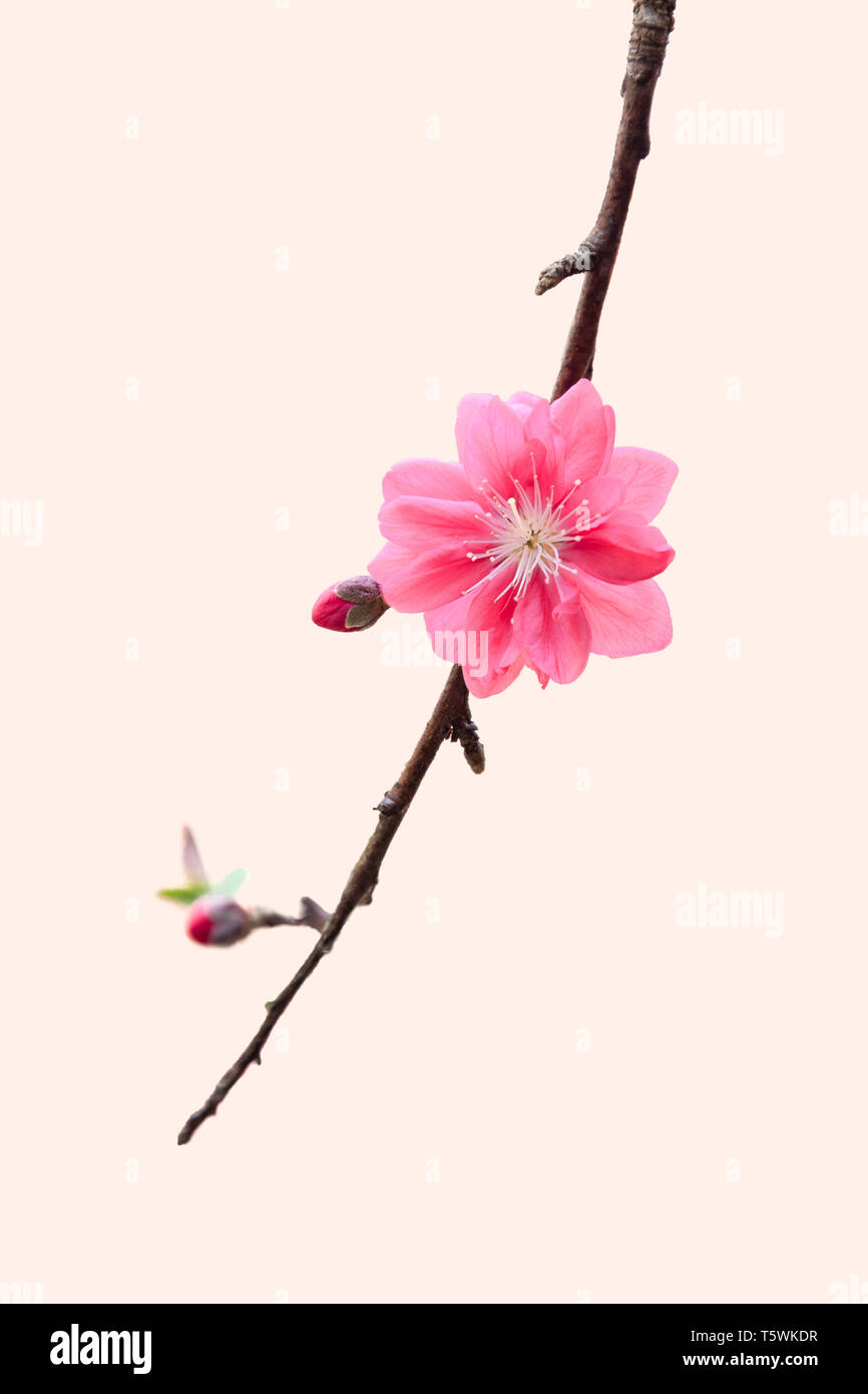 The peach blossom hi-res stock photography and images - Alamy