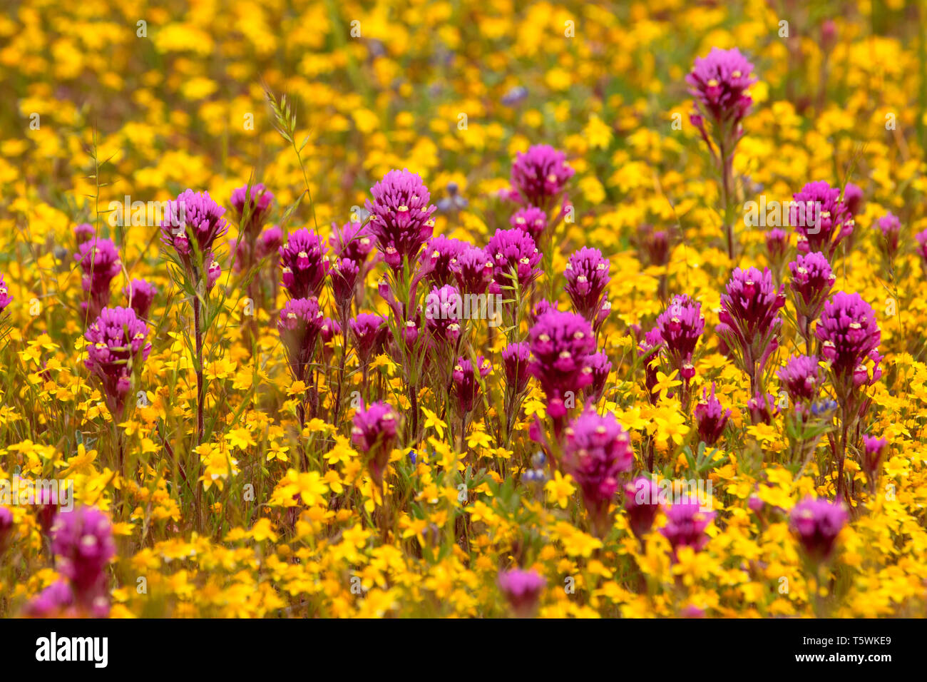 Owl's clover in goldfields, Carrizo Plain National Monument, California ...