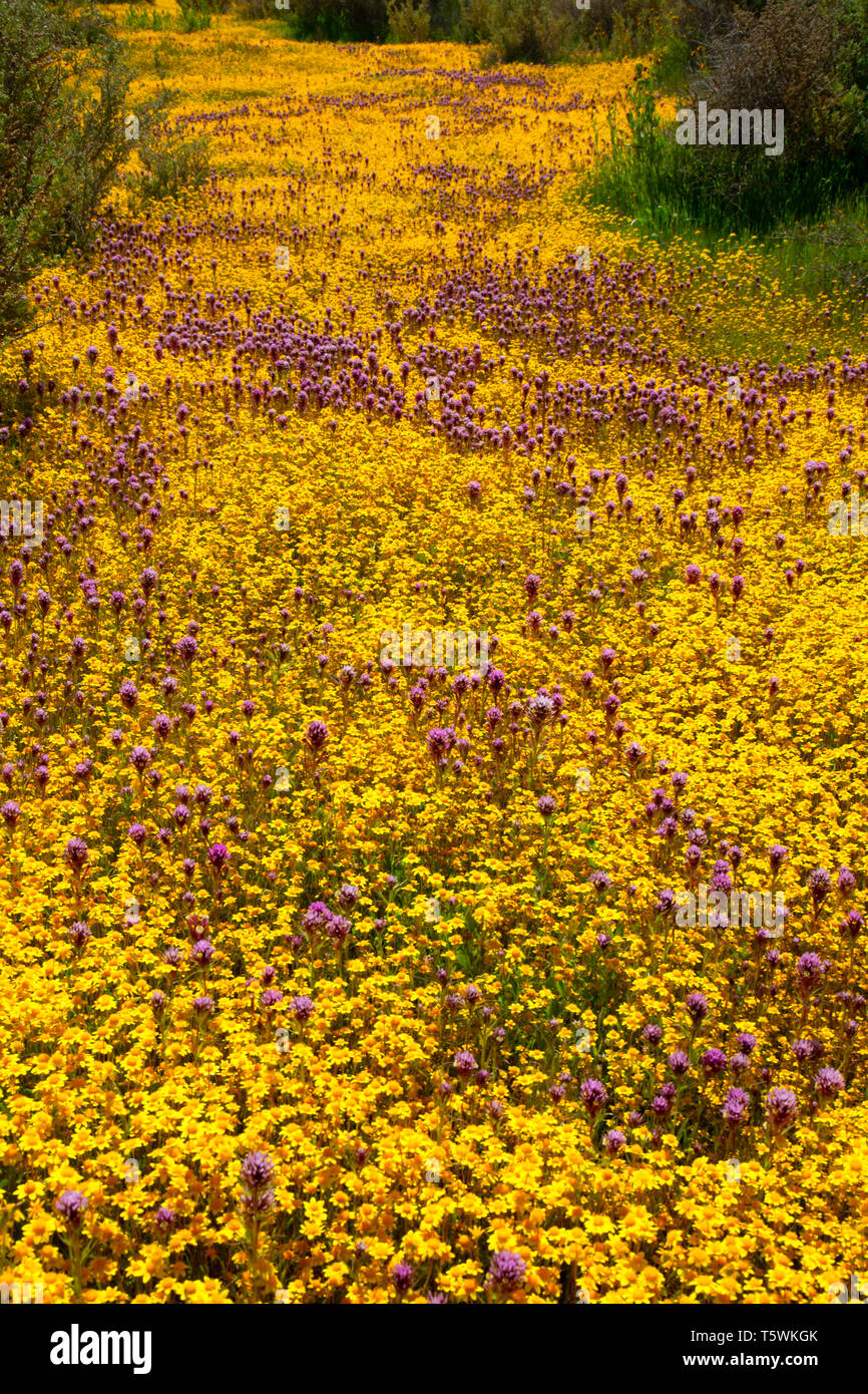 Owl's clover in goldfields, Carrizo Plain National Monument ...