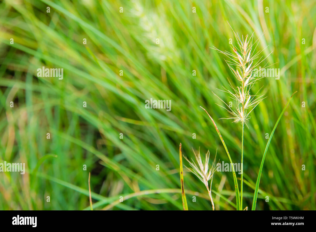 The benign flower of grass and grass blade in wind Stock Photo - Alamy