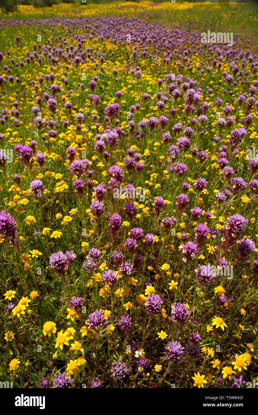 Goldfields super bloom wildflowers carrizo hi-res stock photography and ...