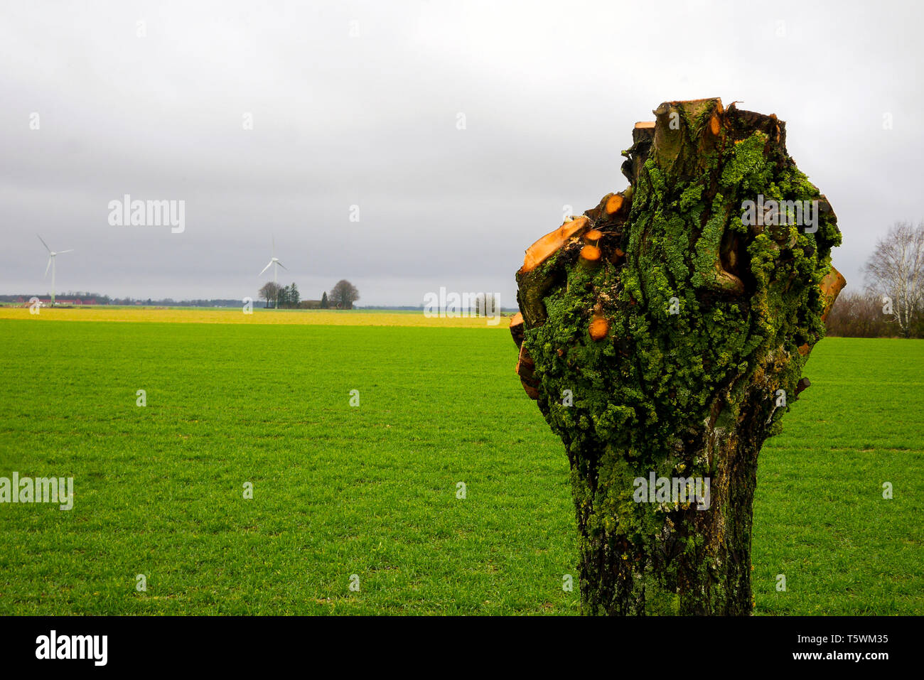 A cut willow Stock Photo - Alamy