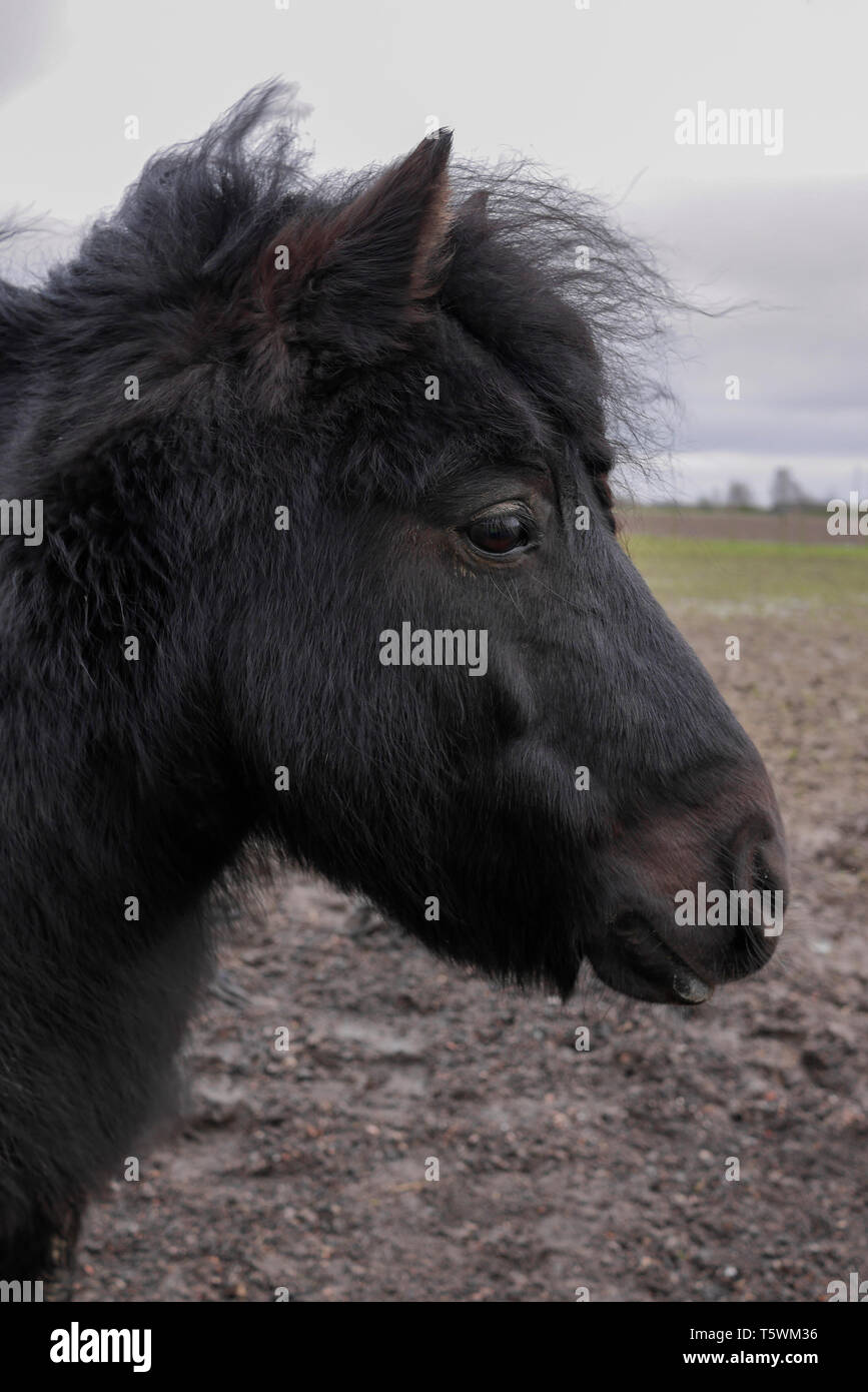Profile of a pony Stock Photo - Alamy