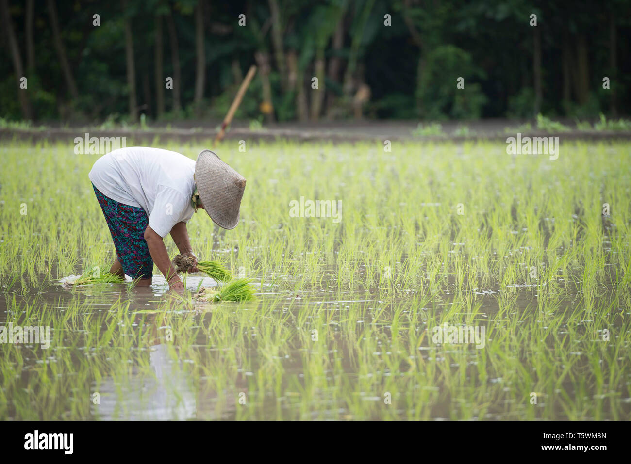 Padi field hi-res stock photography and images - Alamy