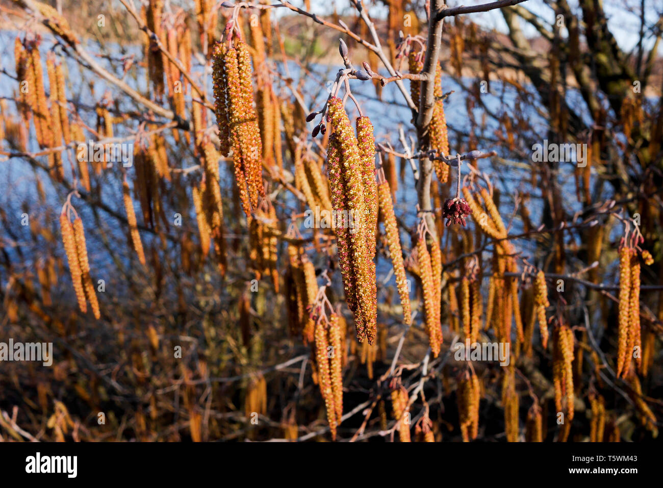 Catkins In Spring Stock Photos & Catkins In Spring Stock Images - Alamy