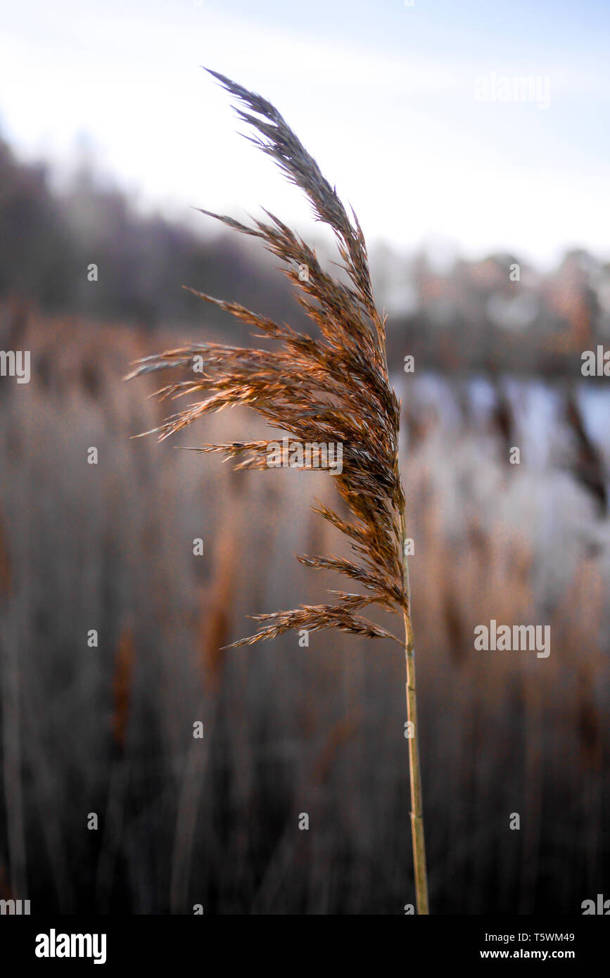 Forest straw hi-res stock photography and images - Alamy