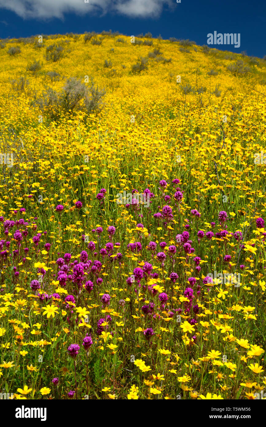 Owl's clover in hillside daisies in Temblor Range, Carrizo Plain ...