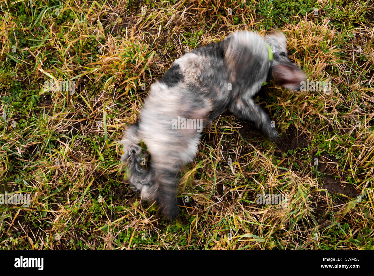 Rolled tail hi-res stock photography and images - Alamy