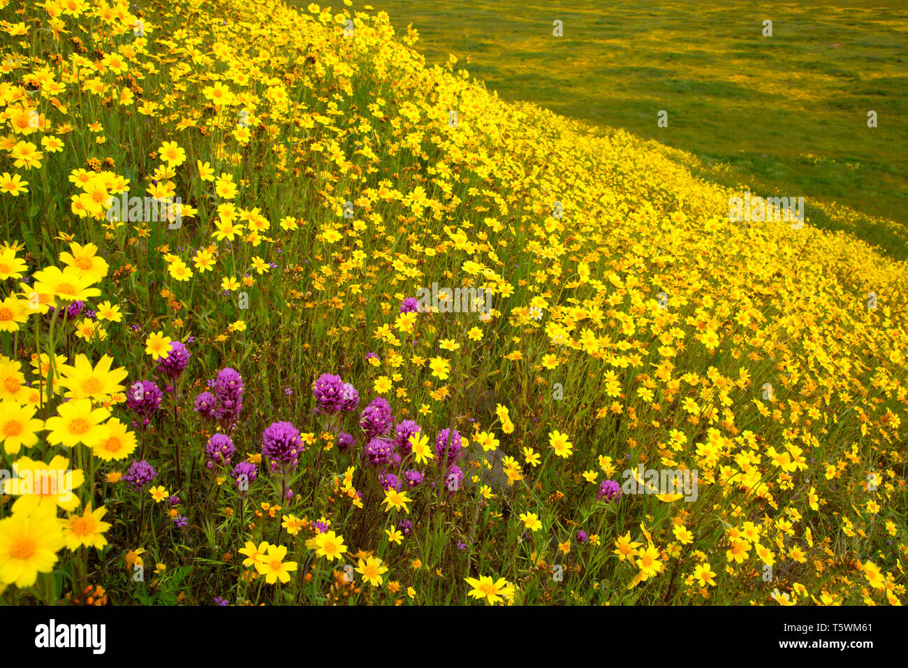Owl's clover in hillside daisies, Carrizo Plain National Monument ...
