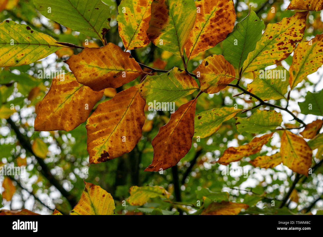 Monoecious hi-res stock photography and images - Alamy