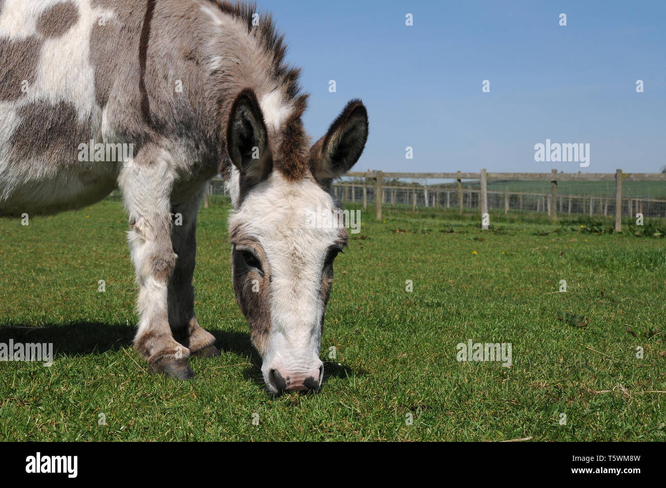 Little Donkey High Resolution Stock Photography and Images - Alamy