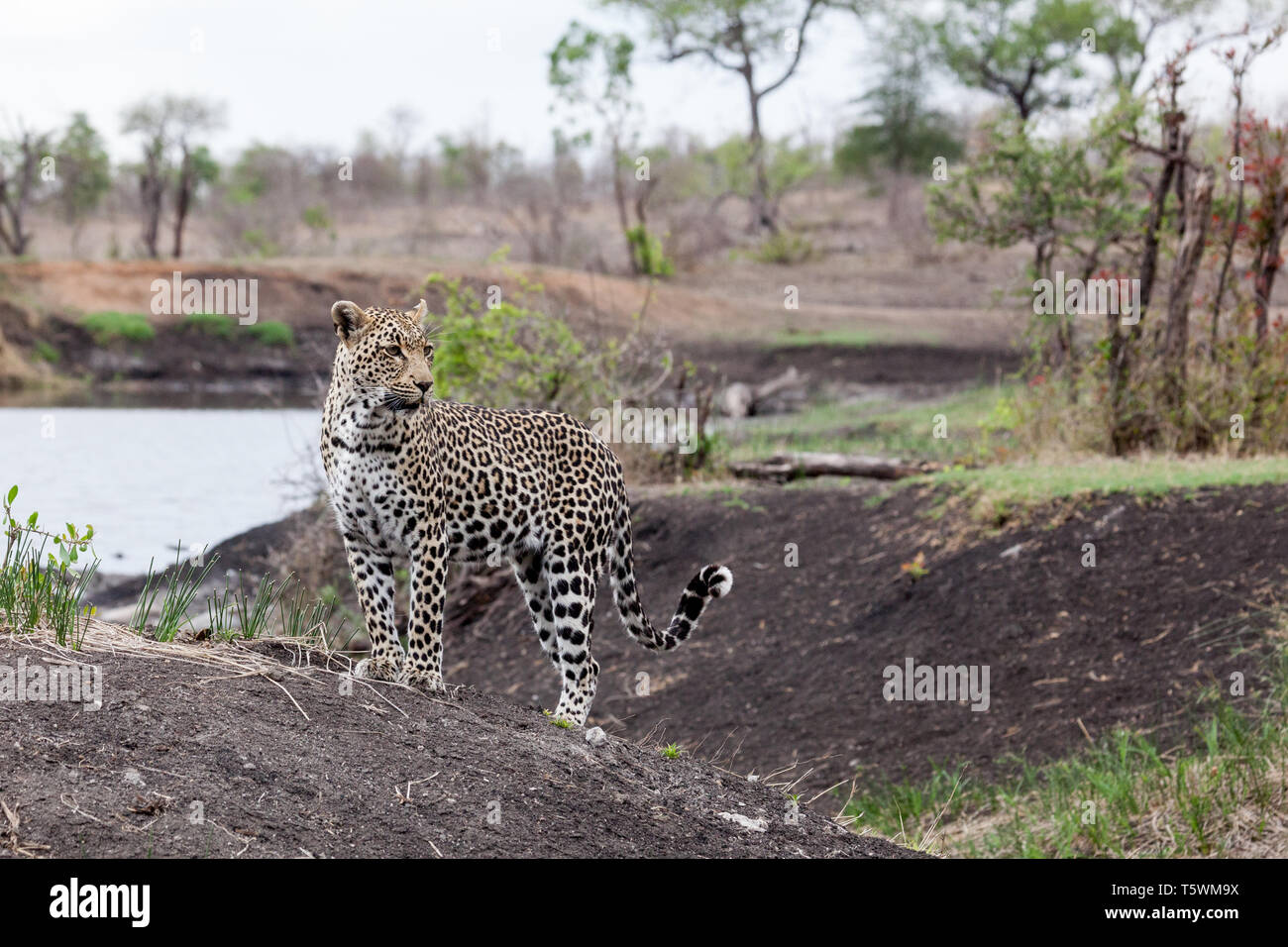 Dangerous leopard cat hi-res stock photography and images - Alamy