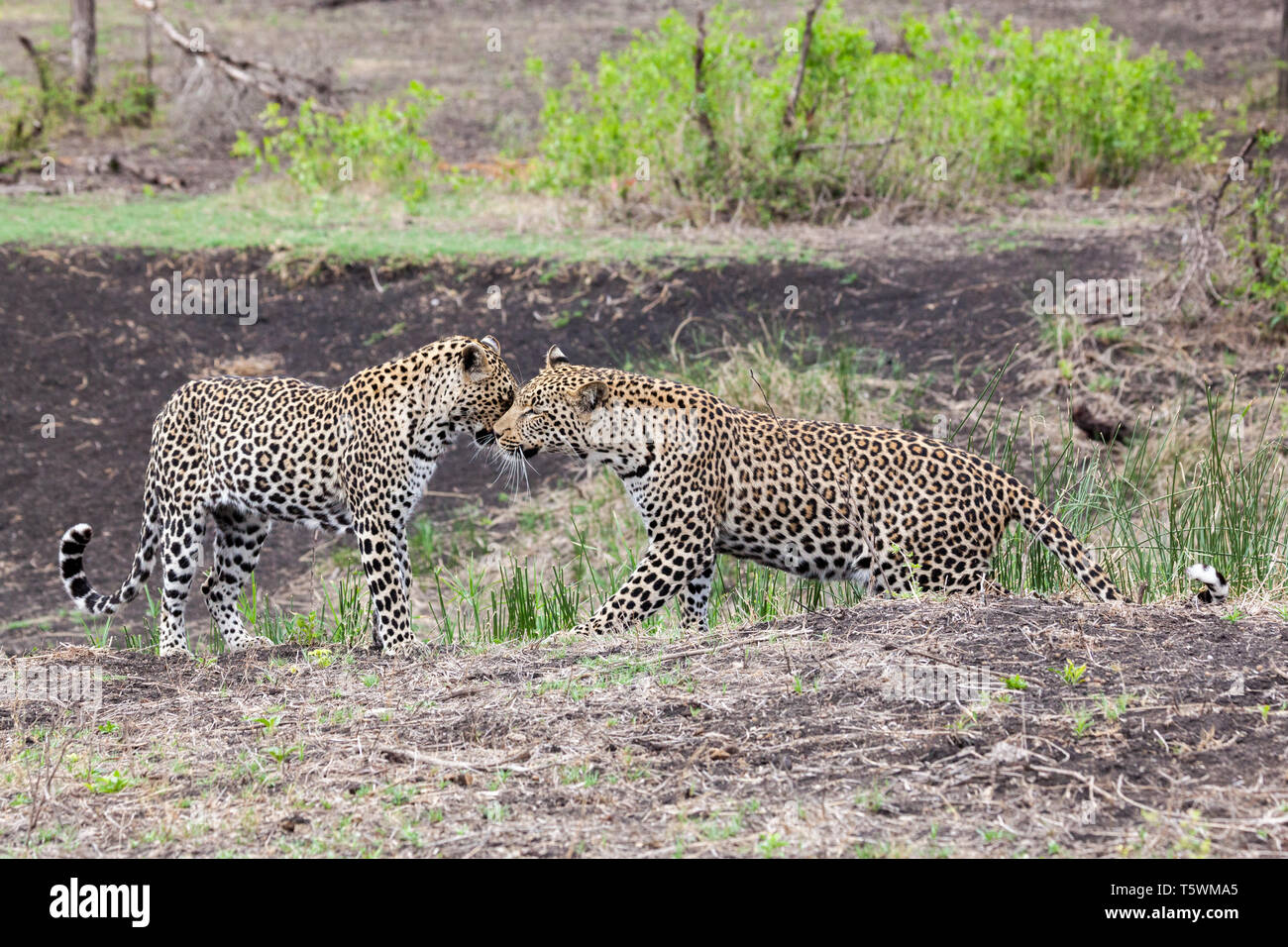 Hunter of africa hi-res stock photography and images - Alamy