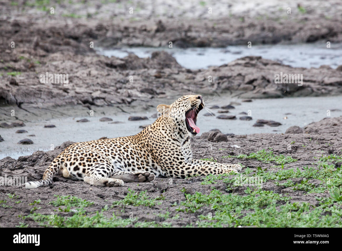 Sleek leopard hi-res stock photography and images - Alamy