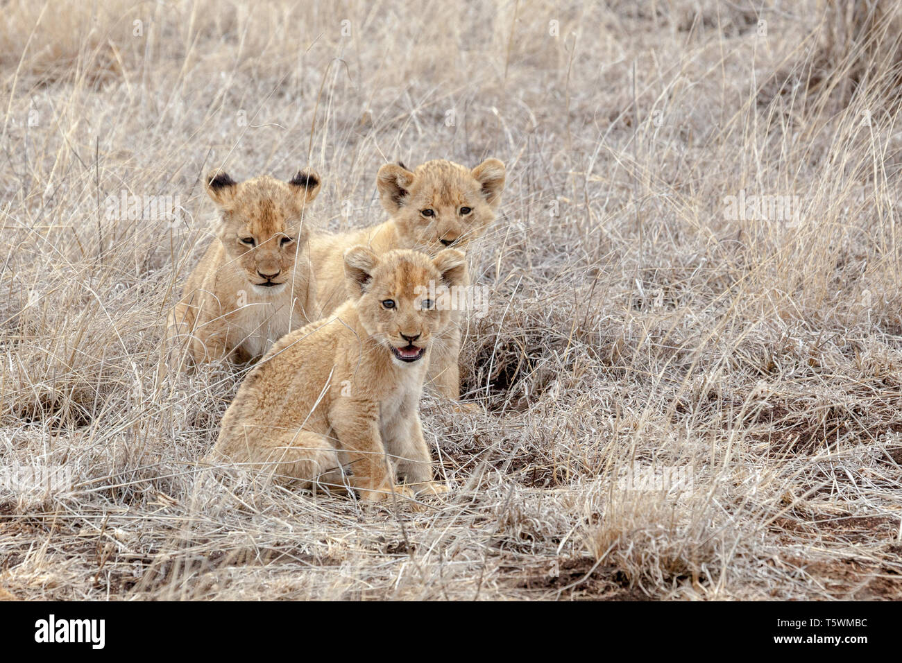 Lion cubs feeding hi-res stock photography and images - Alamy