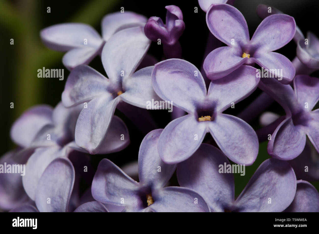 Blooming young lilac in the spring forest. Close up. Beauty in nature ...