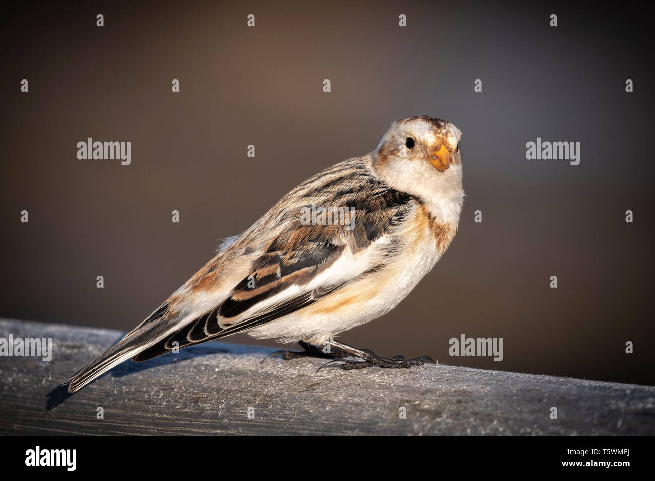 Snow bunting britain hi-res stock photography and images - Alamy