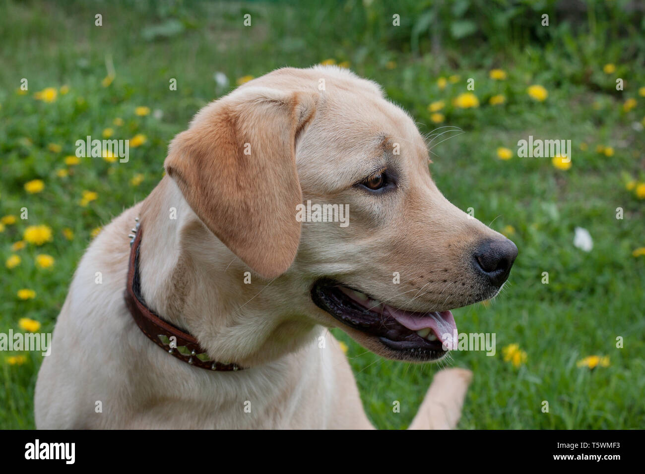Cute labrador retriever is sitting on a spring meadow. Close up. Pet ...