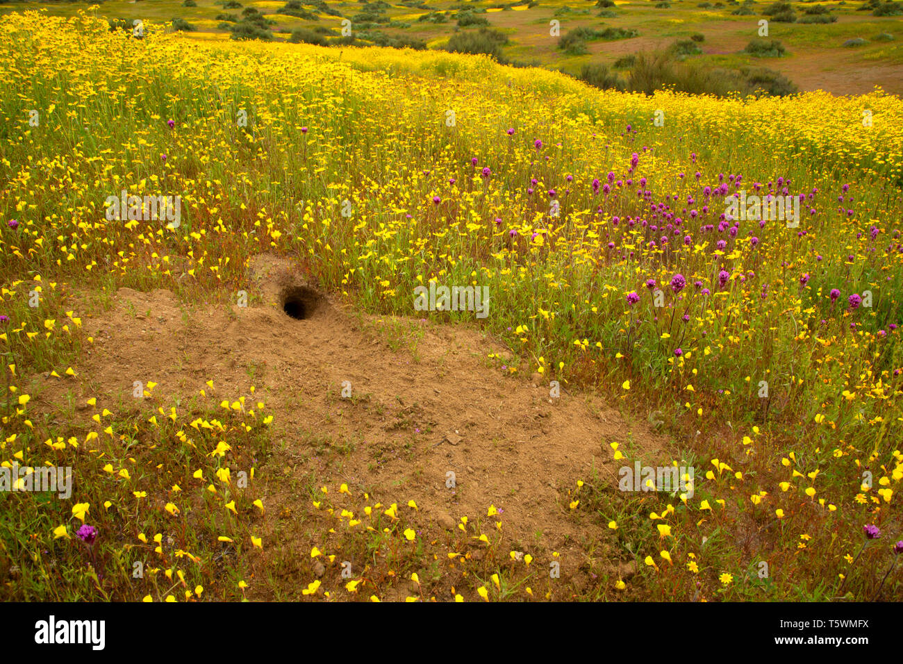 Rodent burrow, Carrizo Plain National Monument, California Stock Photo ...