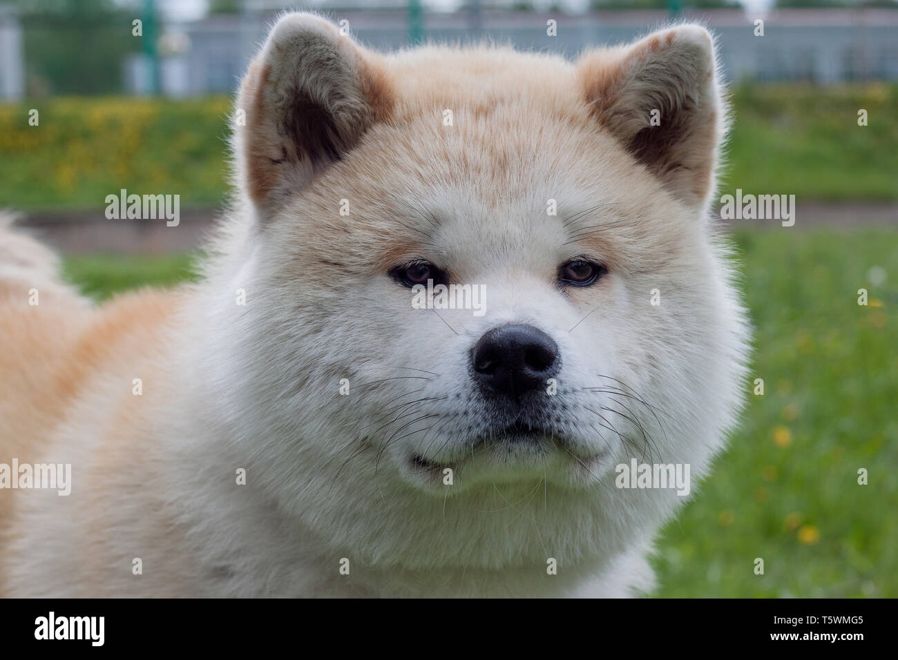 Adult Ken High Resolution Stock Photography and Images - Alamy