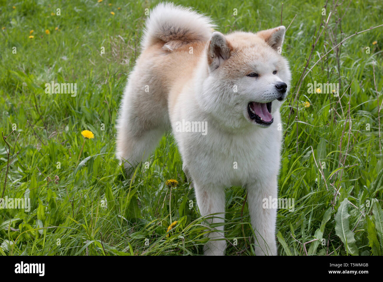 Cute akita inu yawning on a spring meadow. Akita ken or japanese akita ...